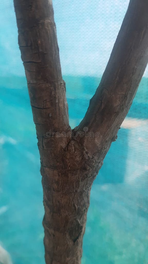 A tree stem of v-shape stock photo. Image of shape, green - 198522140