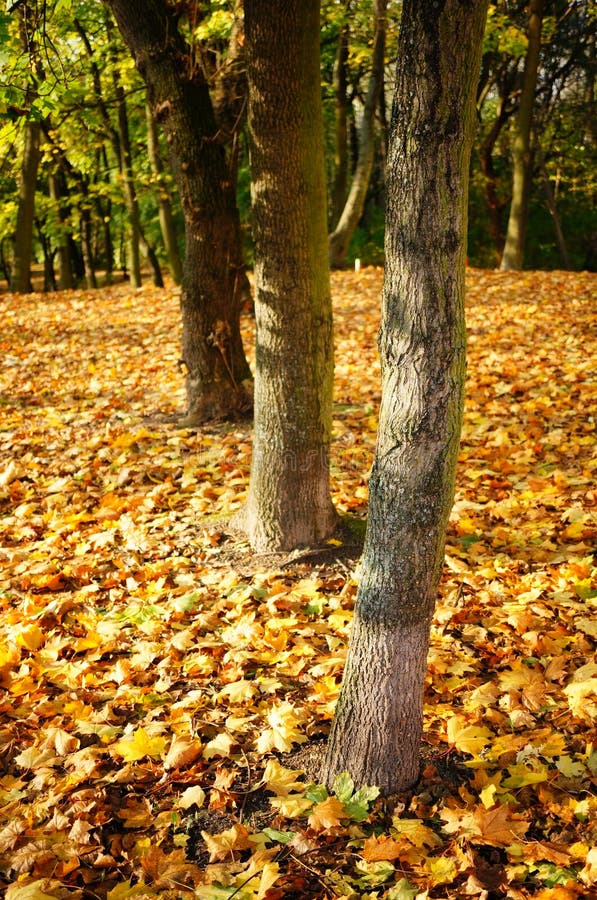 Tree stems stock image. Image of outdoor, park, stems - 44388645