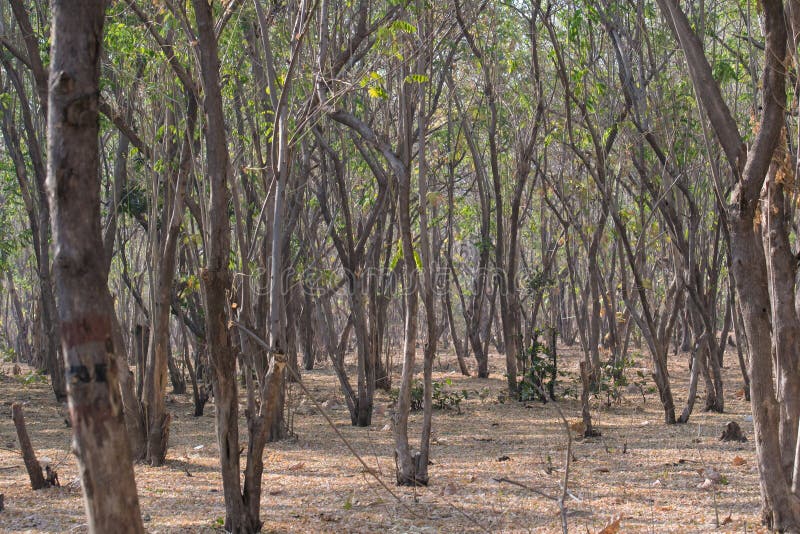Tree Stems in the Forest stock image. Image of land - 134768283