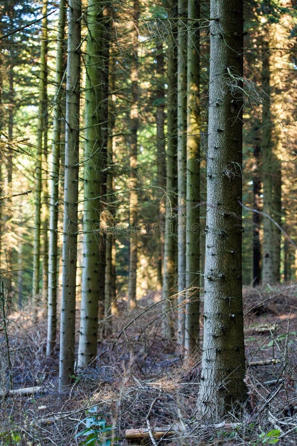 Tree Stems in Forest stock image. Image of landscape - 43945335