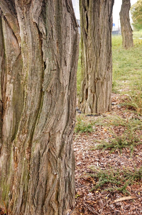 Tree stems stock image. Image of outdoor, park, stems - 44388645