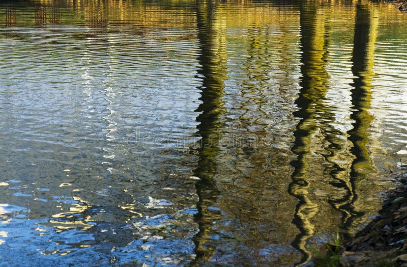 Tree Stems Reflections in Rippled Water Stock Photo - Image of autumn ...