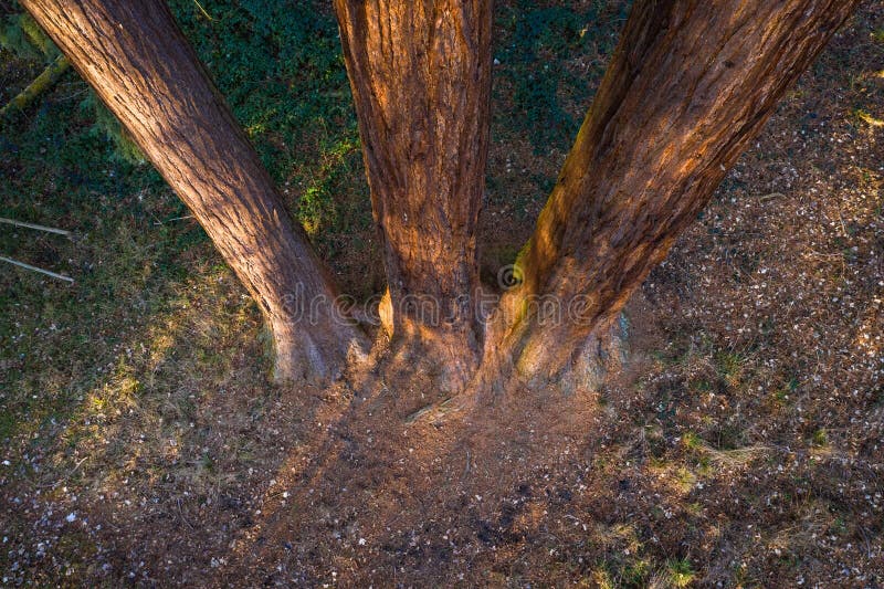 Aerial of redwoodtrees stock image. Image of outdoor - 171290225