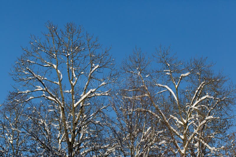 Tree Stems with Snow and Blue Sky Stock Photo - Image of snow, tree ...