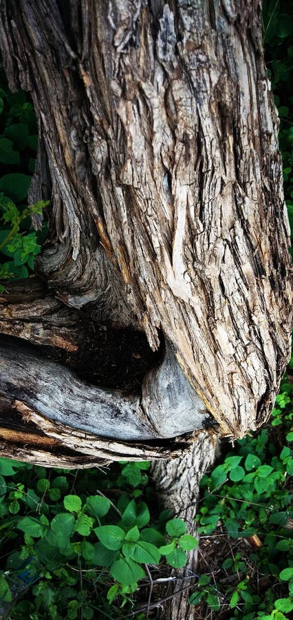 Tree stems stock image. Image of stem, tree, wood, stems - 191037133