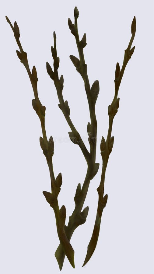Tree Stems with Young Buds Preparing To Bloom. Stock Illustration ...