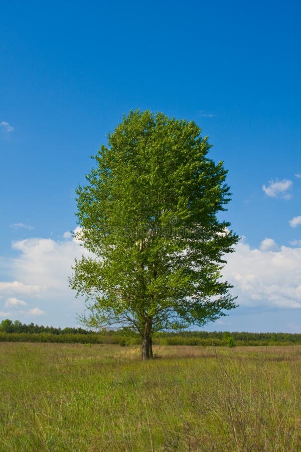 Tree in steppe stock photo. Image of steppe, nature, vertical - 10522328