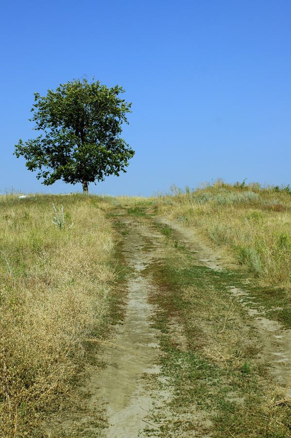 Tree in steppe stock photo. Image of blue, field, nature - 16016524