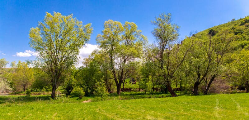 The Tree in the Steppe Near the Black Mountain, Autumn Time. Stock ...