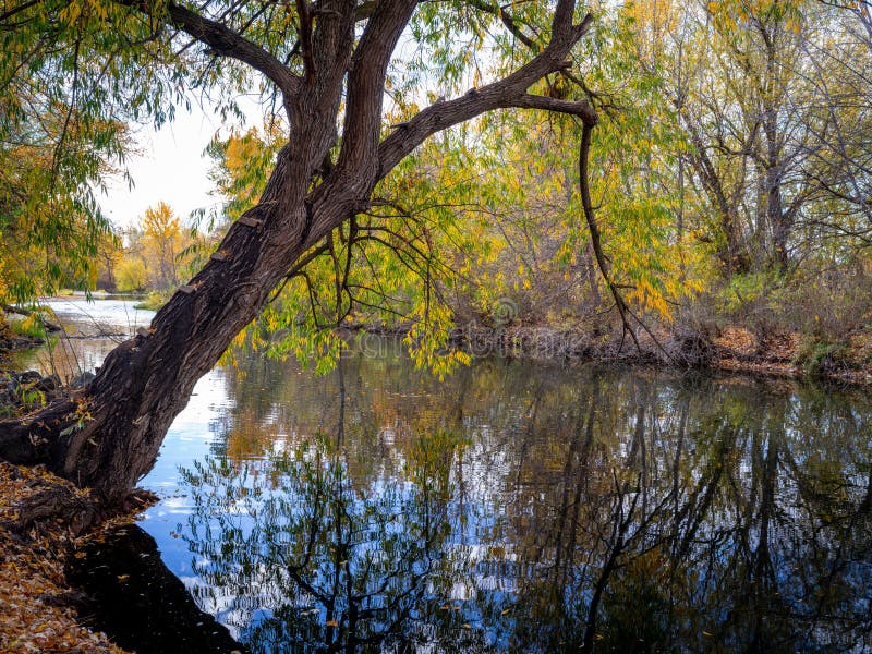 Tree Steps Lead Up a Tree Over the Boise River in Eagle Idaho Stock ...