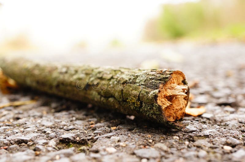 Tree stick stock image. Image of tree, nature, brocken - 45336011