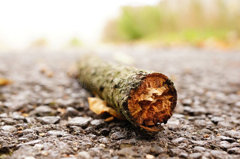 Tree stick stock photo. Image of stick, tree, ground - 45336076