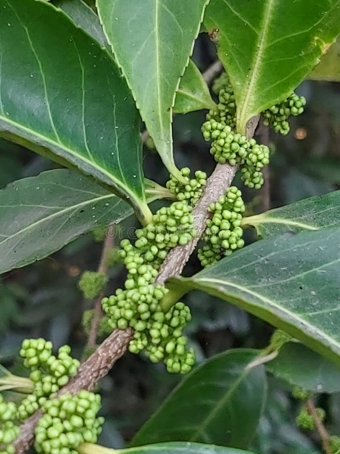 Tree Stick with Full of Leaf and Buds Stock Photo - Image of full ...