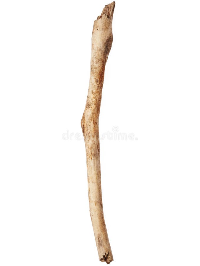 Tree stick stock photo. Image of outdoor, environment - 56157958