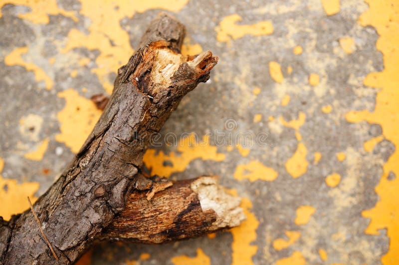 Tree stick stock photo. Image of stick, tree, ground - 45336076