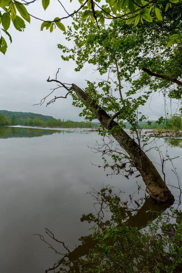 Tree Sticking Out of the Water at Edge of River Stock Image - Image of ...