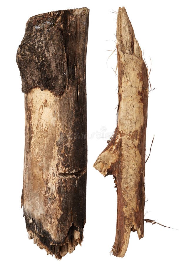 Part of tree trunk stock photo. Image of natural, cracked - 57208504