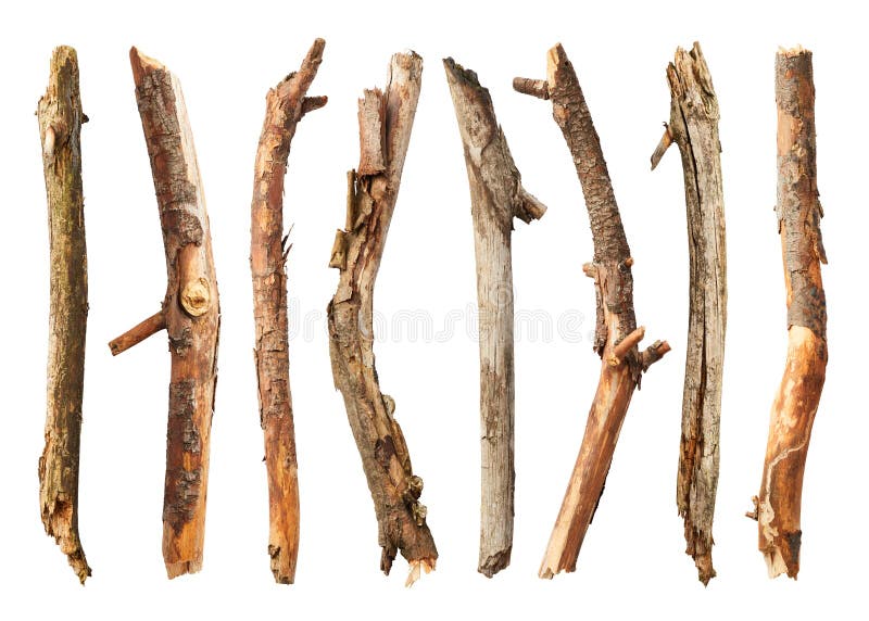 Tree Sticks Isolated on White Background Stock Photo - Image of texture ...