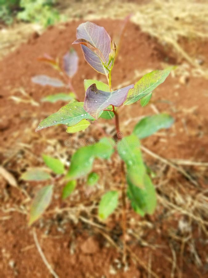 Tree Still Growing at it& X27;s Early Stage Stock Photo - Image of ...