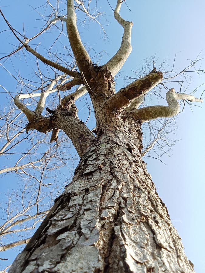 The Tree is Still Growing Standing with No Branches and Leaves. Stock ...