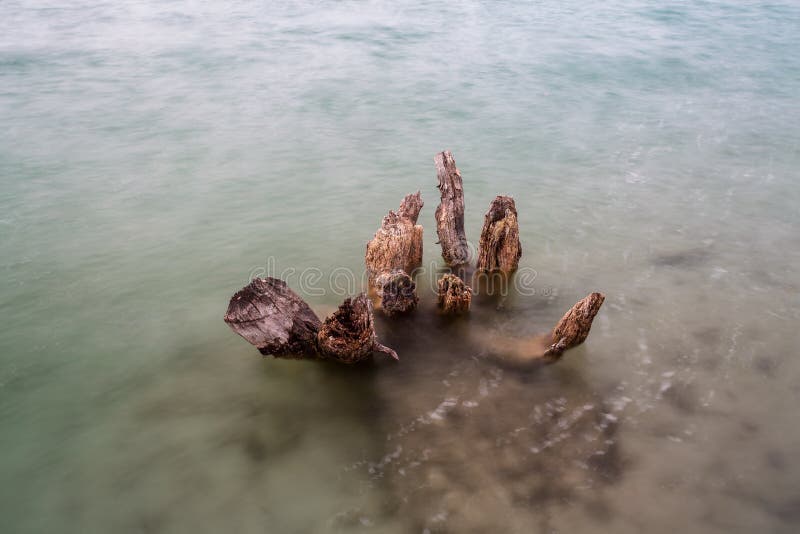 Tree stomp in water stock image. Image of outdoors, long - 80021785