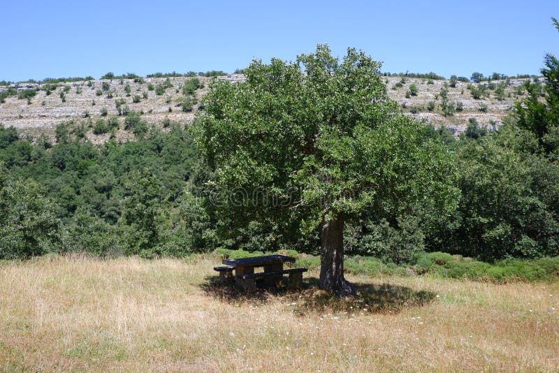 Tree with a Stone Table in the Forest Stock Image - Image of green ...