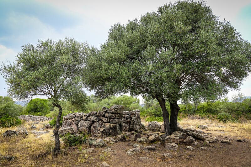 A Tree with a Stone Wall in Front of it Stock Photo - Image of city ...
