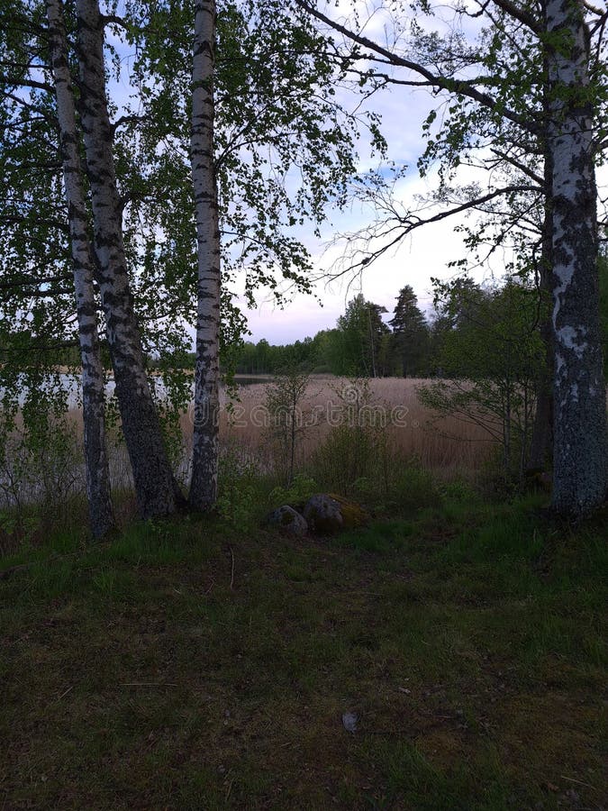 Tree stone water sky cloud stock photo. Image of tree - 183738474