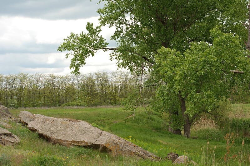 Tree and stones stock image. Image of grass, trunk, tree - 7902579