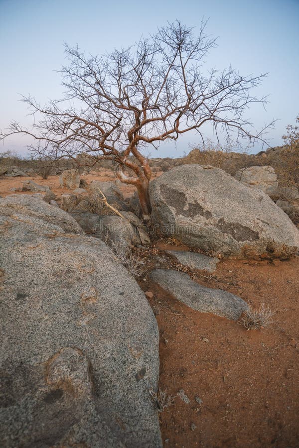 Tree between stones stock photo. Image of blue, stone - 348061144