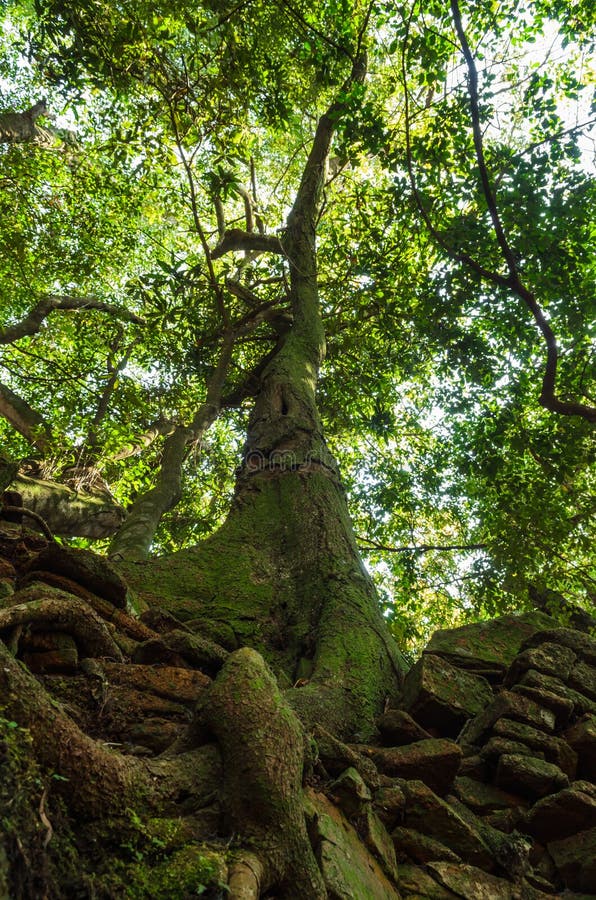 Tree and stones stock image. Image of mossy, nature, forest - 76214679