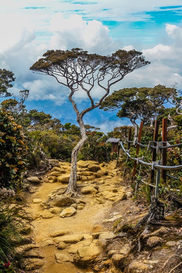 Tree on Stony Path with Blue Sky -Borneo Stock Image - Image of scenery ...