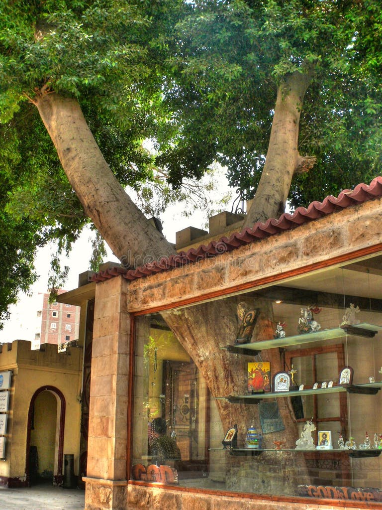 3,152 Cairo Tree Stock Photos - Free & Royalty-Free Stock Photos from ...