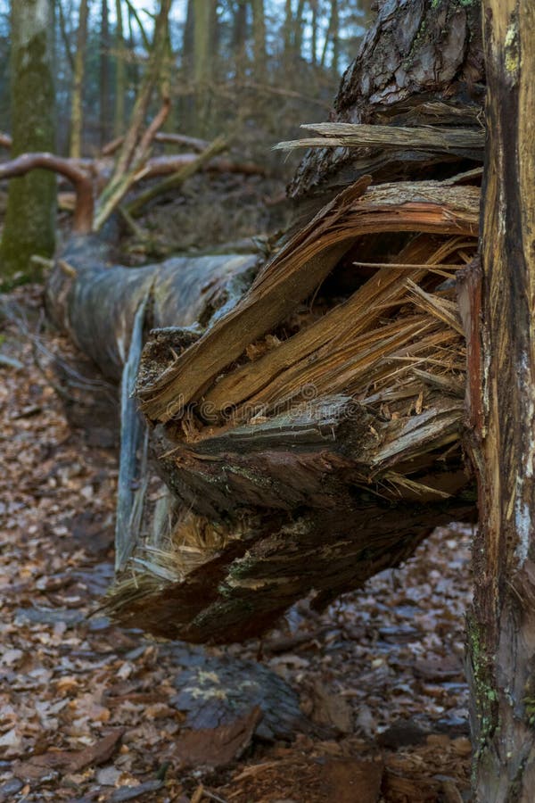 Tree after Storm Hit by Lightning and Fall Down Stock Image - Image of ...