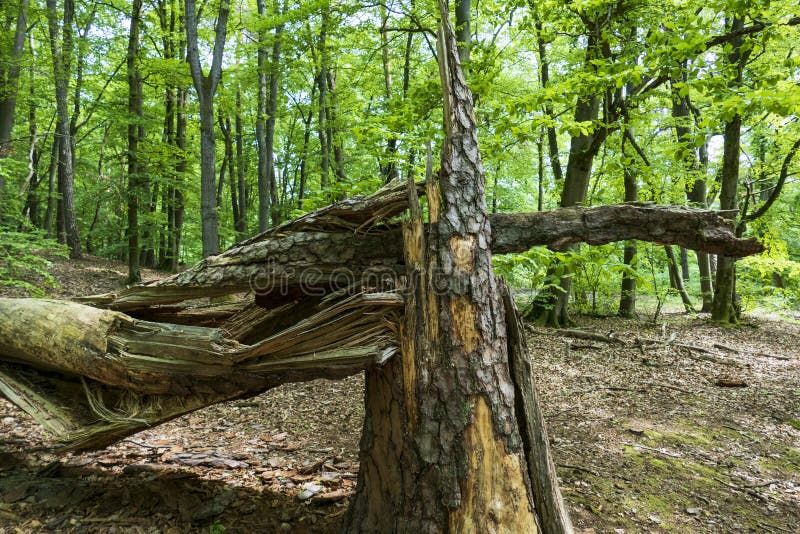 Tree after Storm Hit by Lightning and Fall Down Stock Image - Image of ...