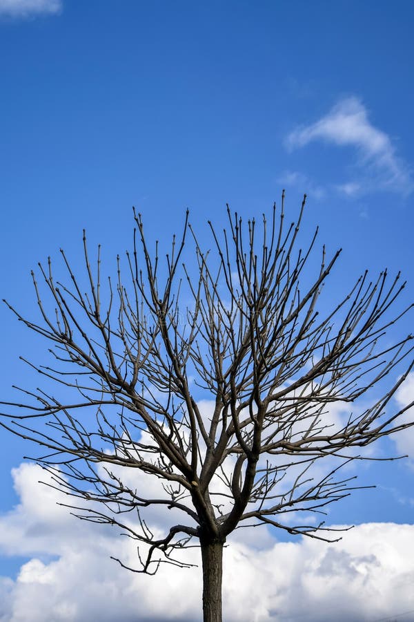 Tree with Straight, Bare Branches Sticking Out Against Blue Sky with ...