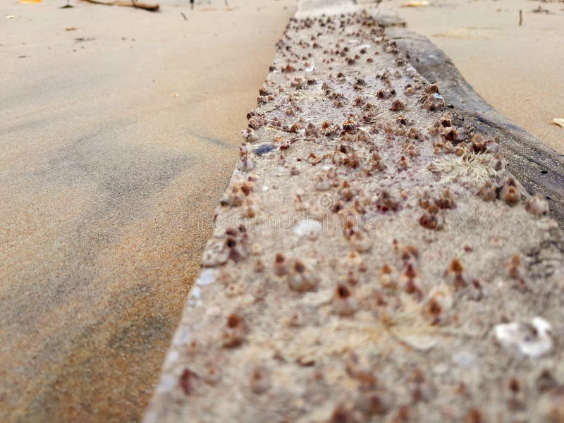 A Tree Stranded on the Beach with Lots of Small Shells Attached Stock ...