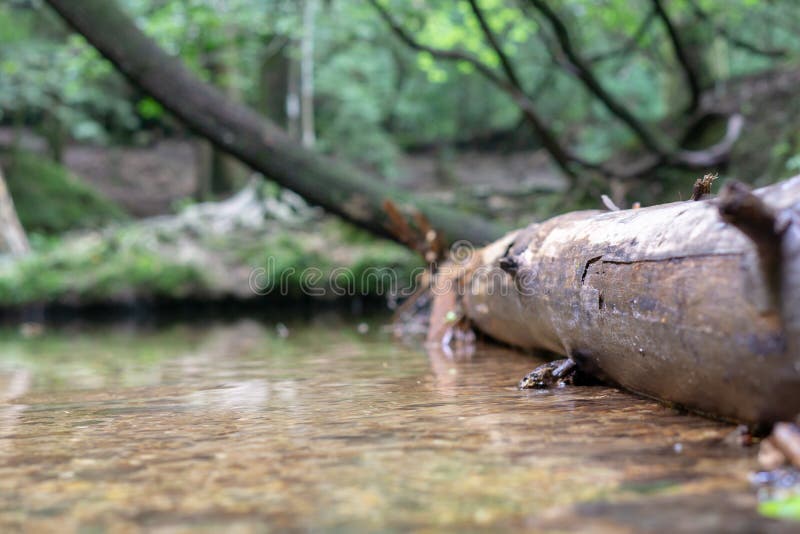 Tree in Stream stock photo. Image of forest, creek, branch - 137265984