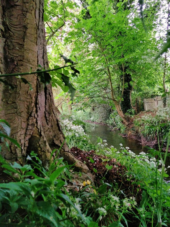 Tree and stream stock photo. Image of beams, stream, trees - 81937040