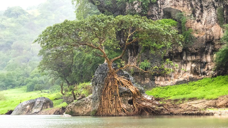 Tree by the Stream of Water Stock Photo - Image of park, plant: 233667264