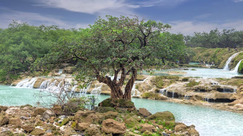 Tree by the Stream of Water Stock Image - Image of stones, outdoors ...
