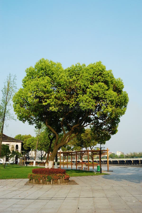 Tree in street stock photo. Image of road, leaves, summer - 4455524