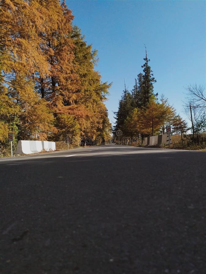 Tree stock image. Image of tree, shadow, border, street - 165228583