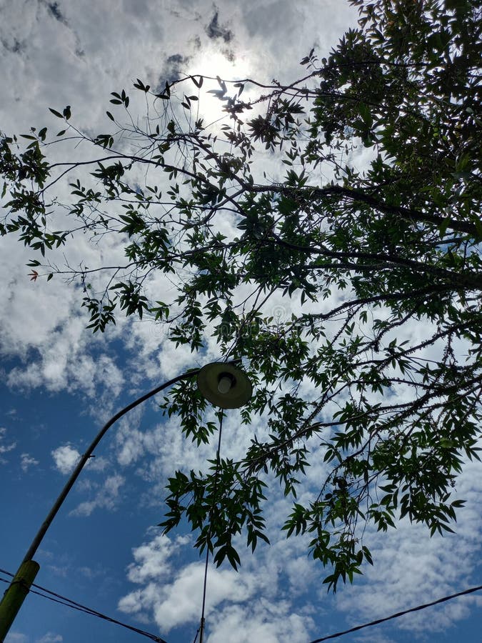 Tree Street Lamp Electric Pole Skies Blue Stock Image - Image of skies ...
