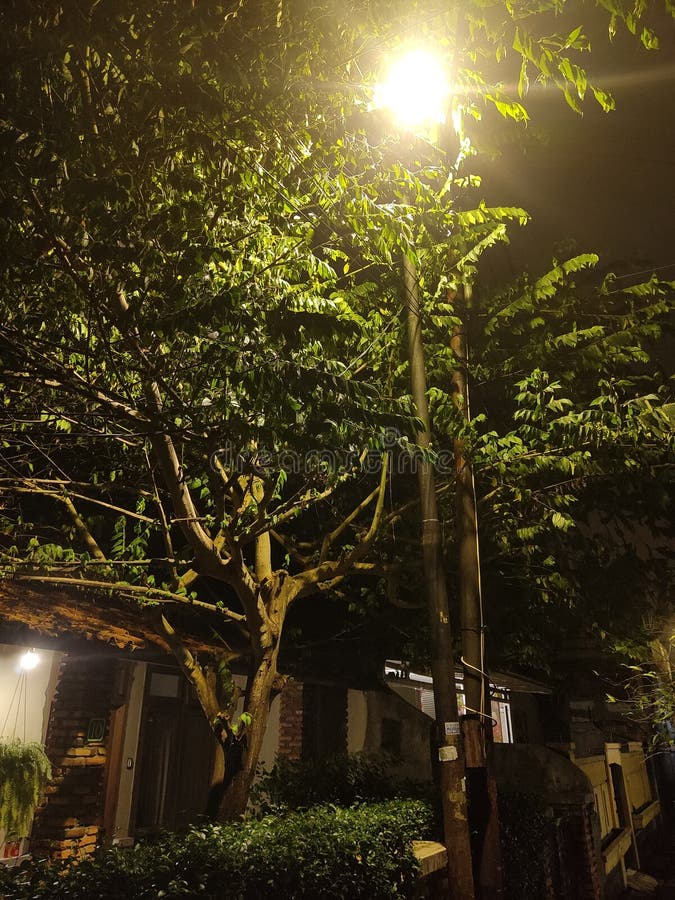 A Tree with the Street Lamp at Night. Stock Photo - Image of plant ...