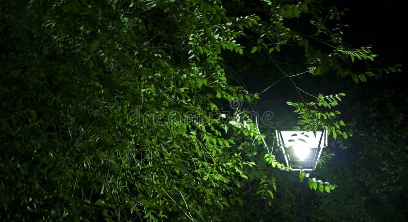 Tree and street light stock photo. Image of midnight - 132534416