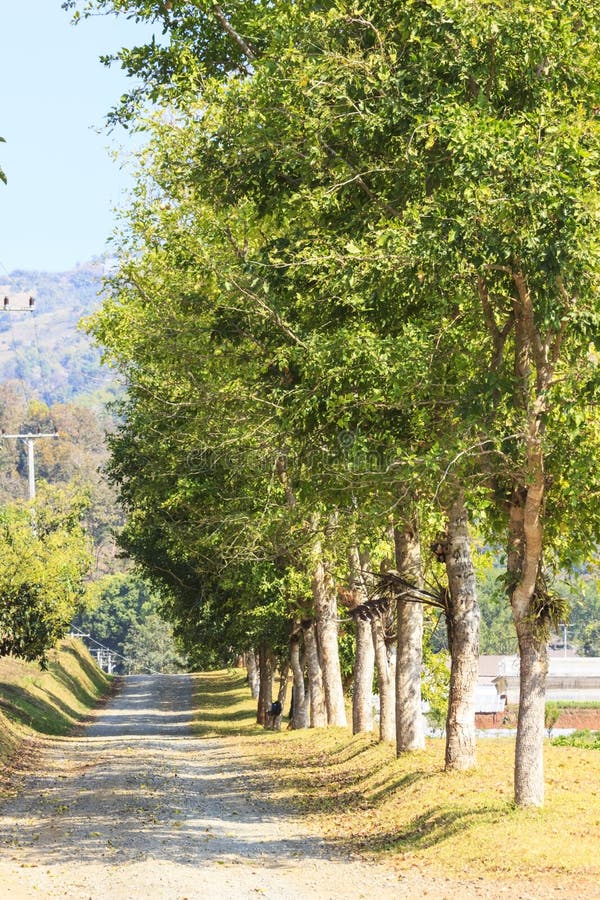 Tree street stock image. Image of floral, lush, decoration - 43581499