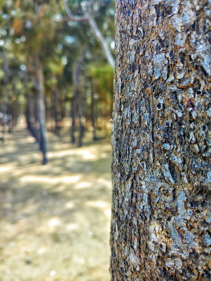 Tree stock photo. Image of tree, people, garden, street - 111371414