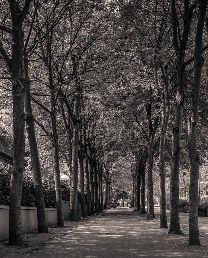 Tree street stock image. Image of white, tree, afternoon - 97733587