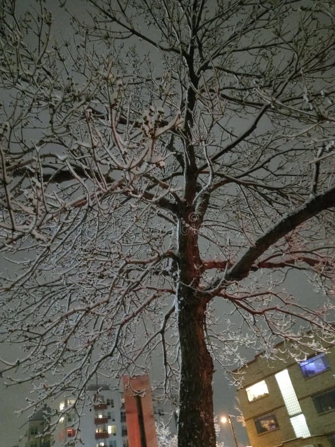 Tree Stripped of Its Glory, Still Standing Proud Stock Photo - Image of ...